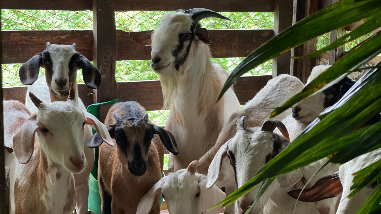 Penternakan Kambing Baka Mudah Membiak || Bagi Yang Baru Mula Menternak ...