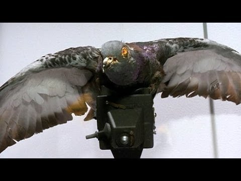 Waffen von CIA und FBI: Spionagetauben und Libellendrohnen | DER ...
