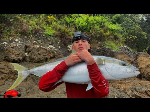Monster kingfish eats kahawai!🤯 - YouTube