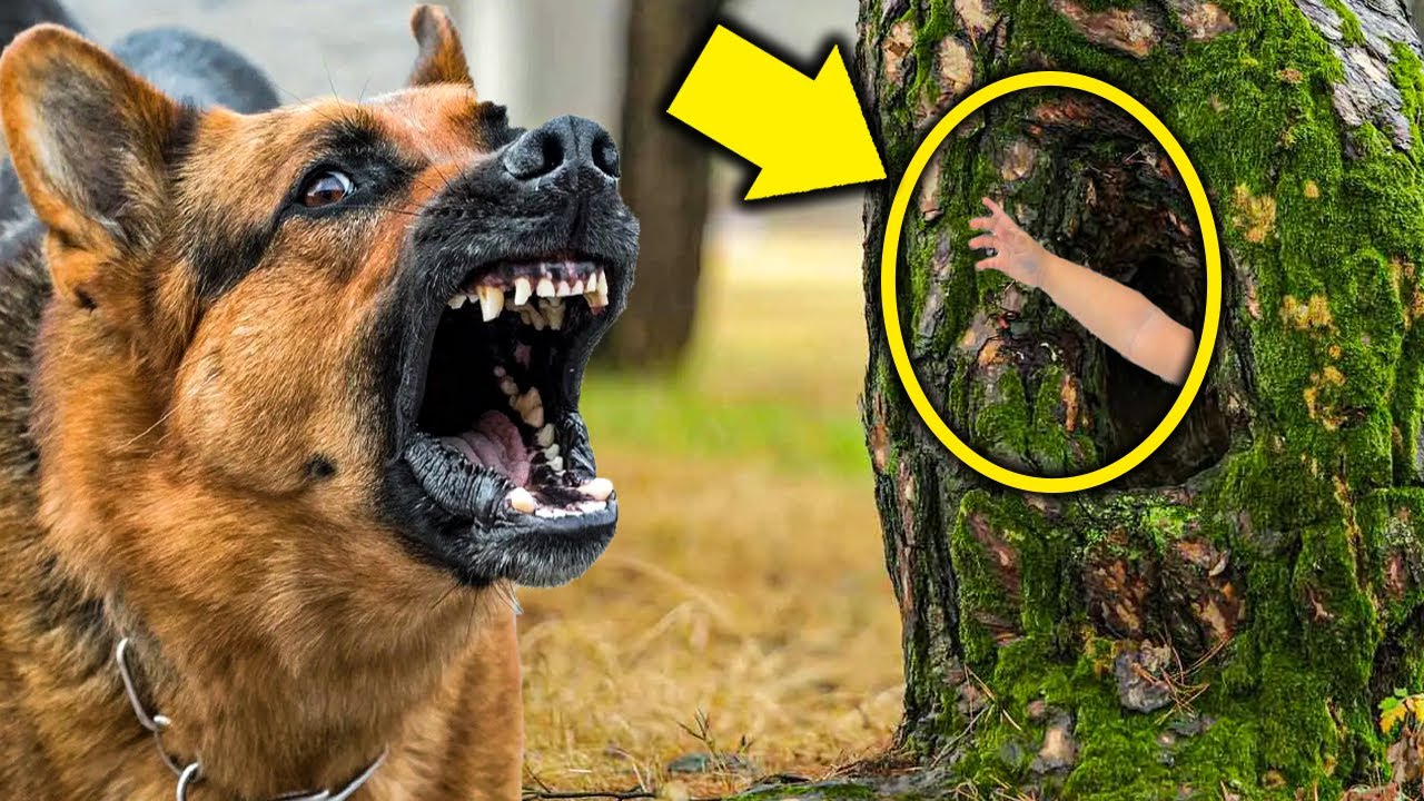 The police dog barks at a tree and what they found there was shocking ...