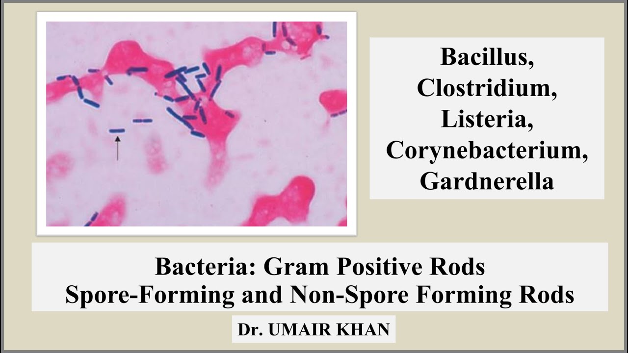 Gram Positive Rods I Bacteriology I Microbiology - YouTube