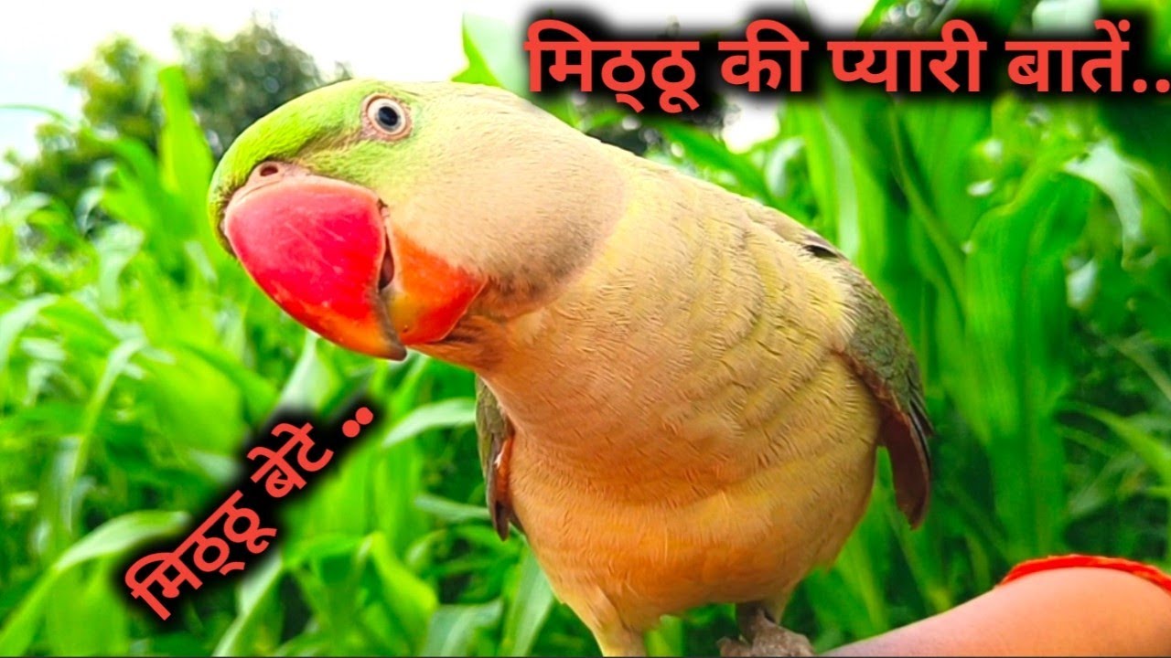 Alexandra Parrot Sound Videos | Parrot Sound | Parrot Voice | Tanishu ...
