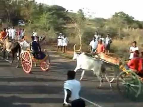 Mattu vandi Panthayam - Bullock Cart Race - Maamadurai - YouTube