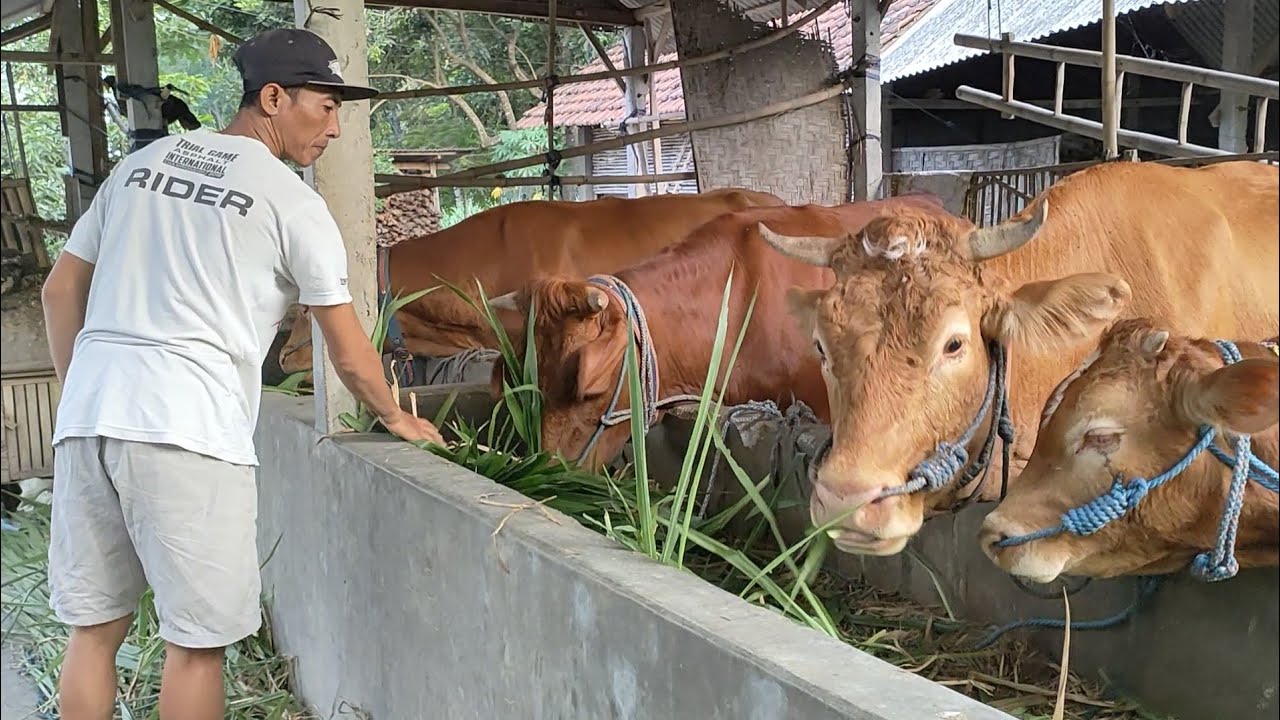 Petani Mending Breeding‼️ Beralih dari Penggemukan Ke Sapi Indukan ...