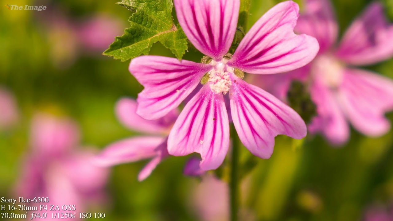 Sony A6500 Sample Images | Sony A6500 Test - YouTube