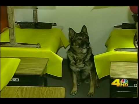 All States K-9 Cell Phone Detection Dogs - KNBC TV - YouTube