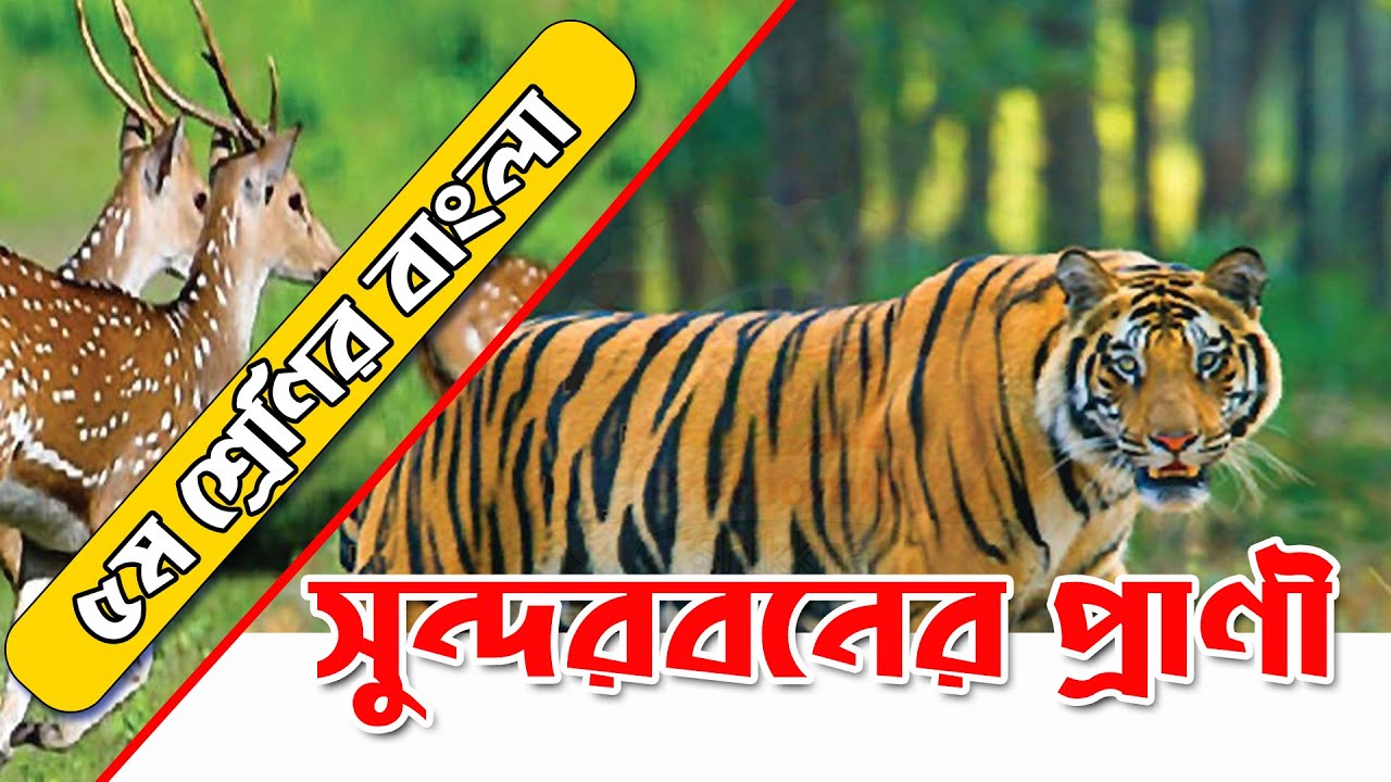 Class 5 Bangla Chapter 3 YouTube class-5-bangla-chapter-3-youtube
