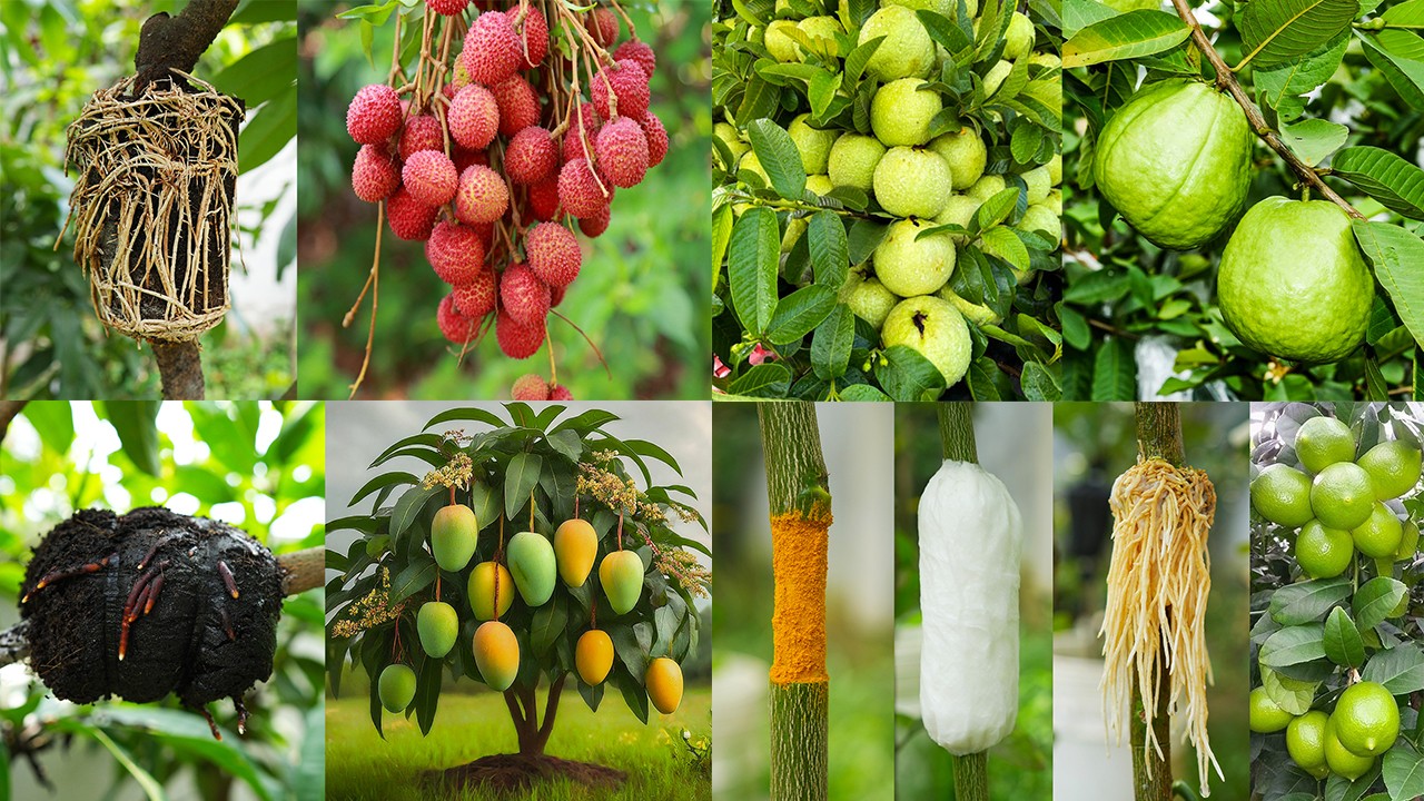 🌿Ready to grow your own fruits trees at home this spring and summer ...