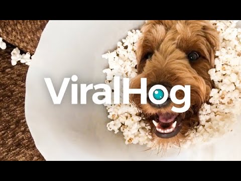 Viral Hog - YouTube