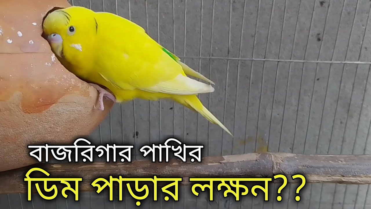 বাজরিগার পাখির ডিম পাড়ার লক্ষন | বাজরিগার পাখি পালন | Pakhi Palon ...