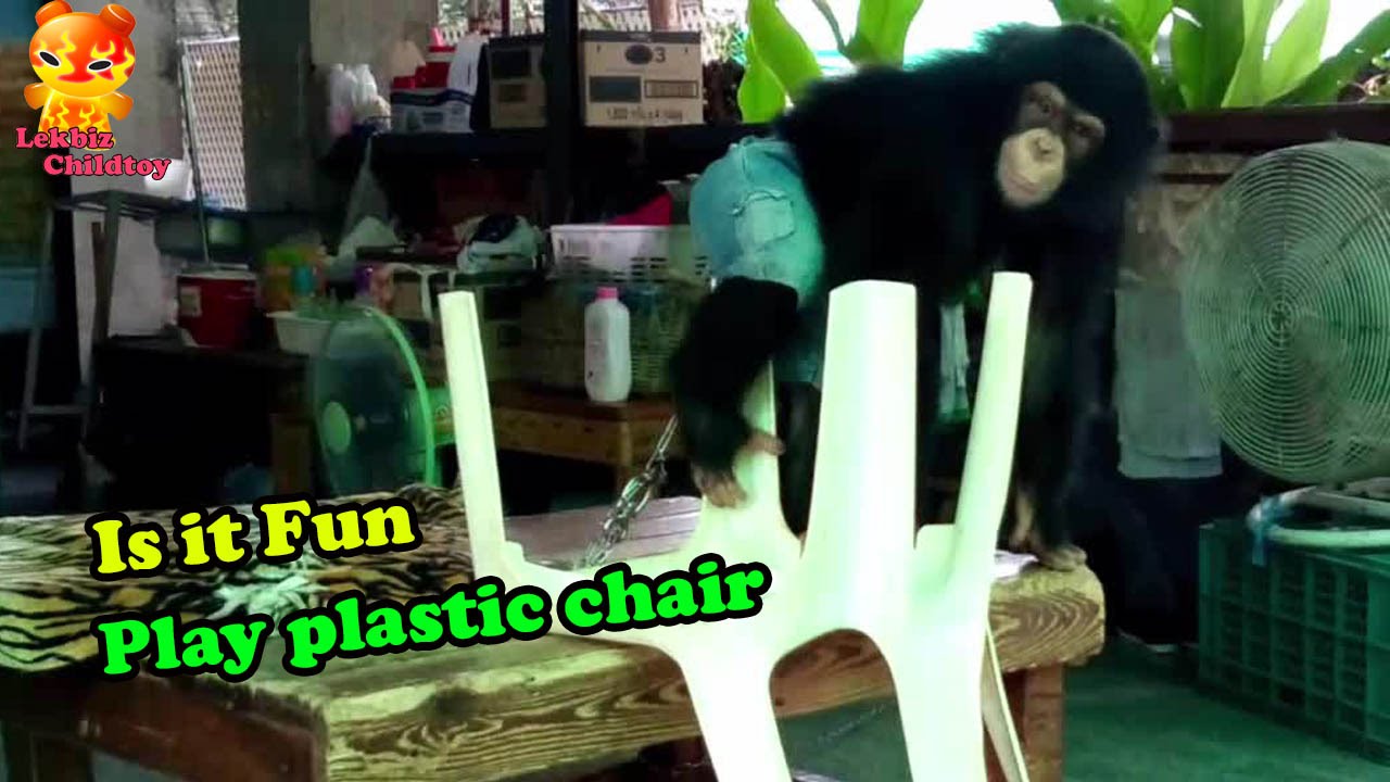 Chimpanzee : Is it fun? Play plastic chair @Samutprakarn Zoo - YouTube