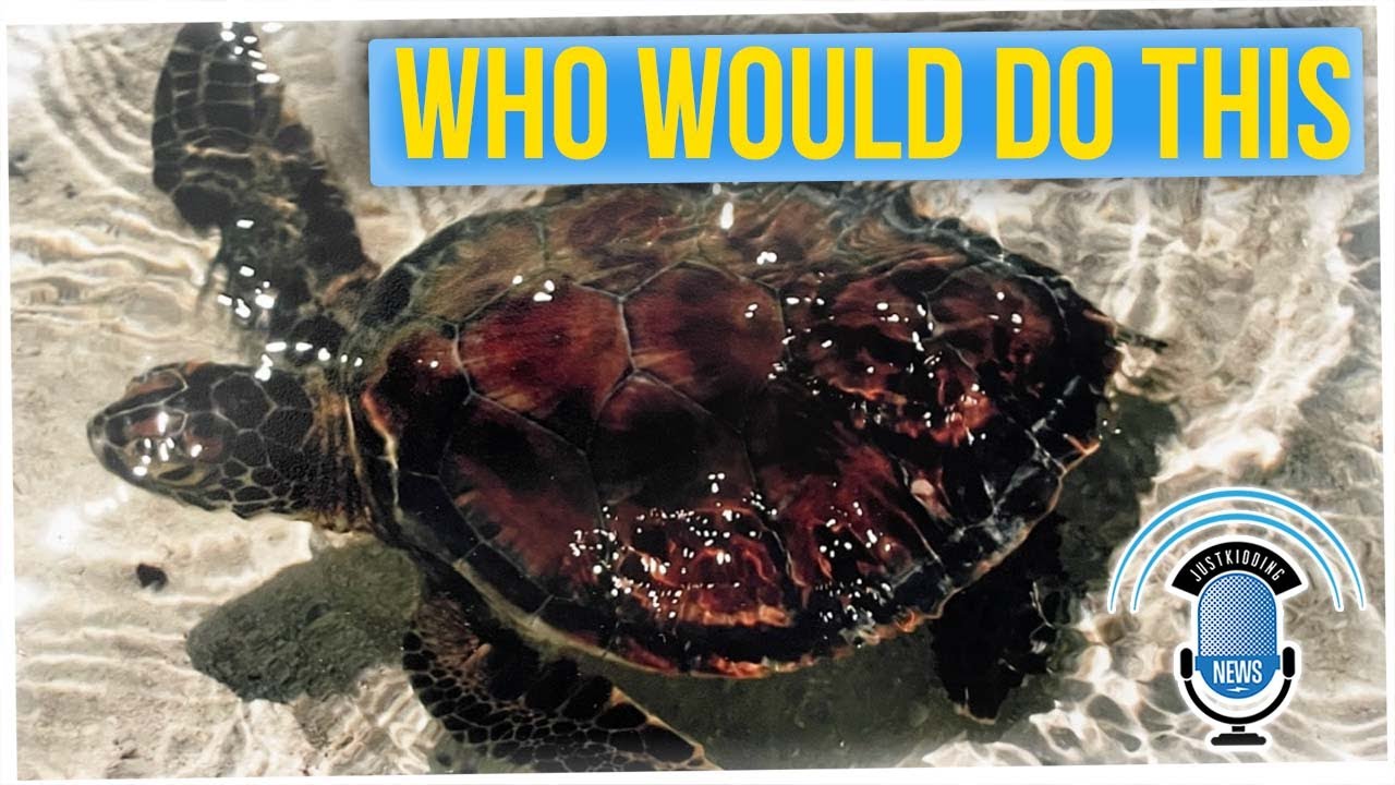Sad Beach Scene as 30 Sea Turtles Found Unalived on Remote Island - YouTube