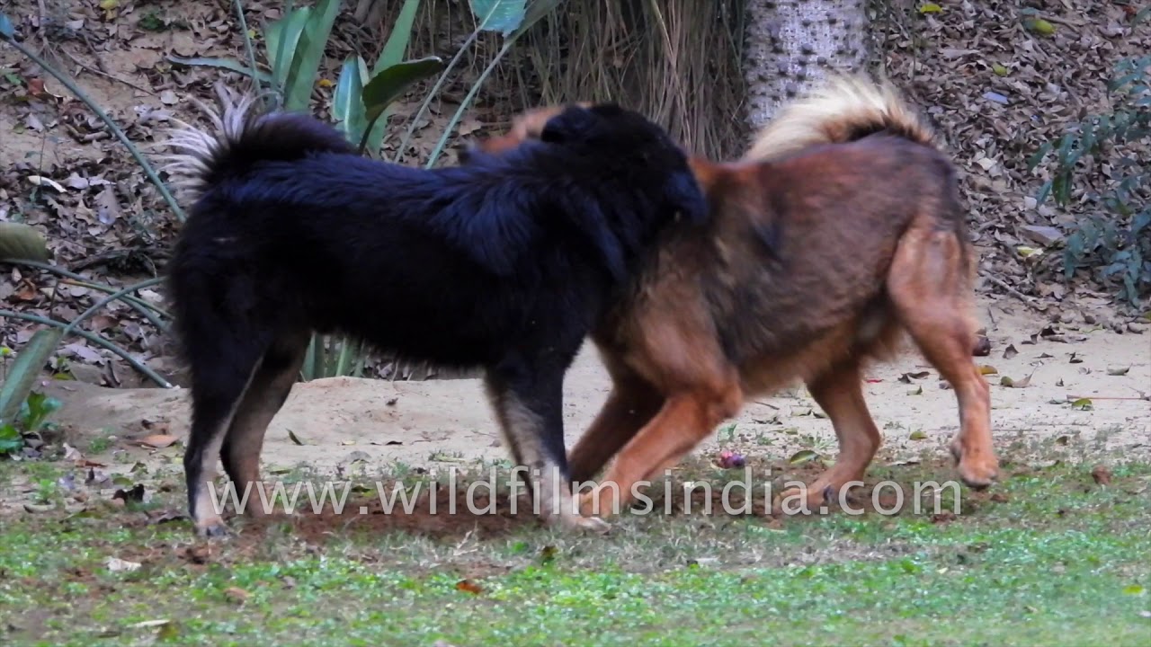What Color Are Bhotia Dogs