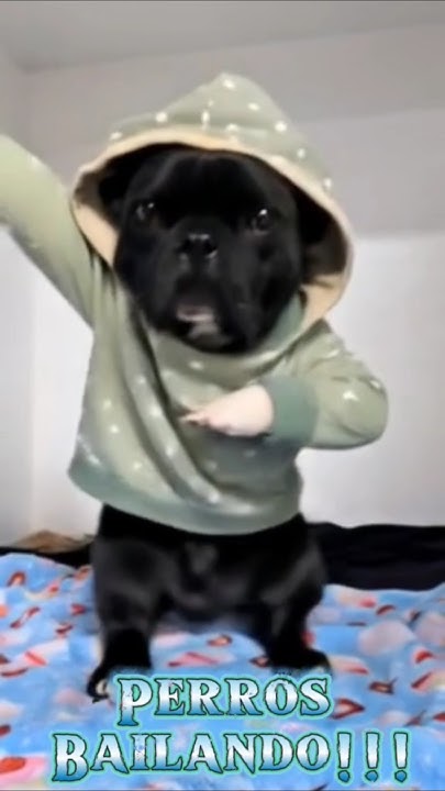 un Video de perros Bailando... que puede salir mal???? se ira #viral ???? - YouTube