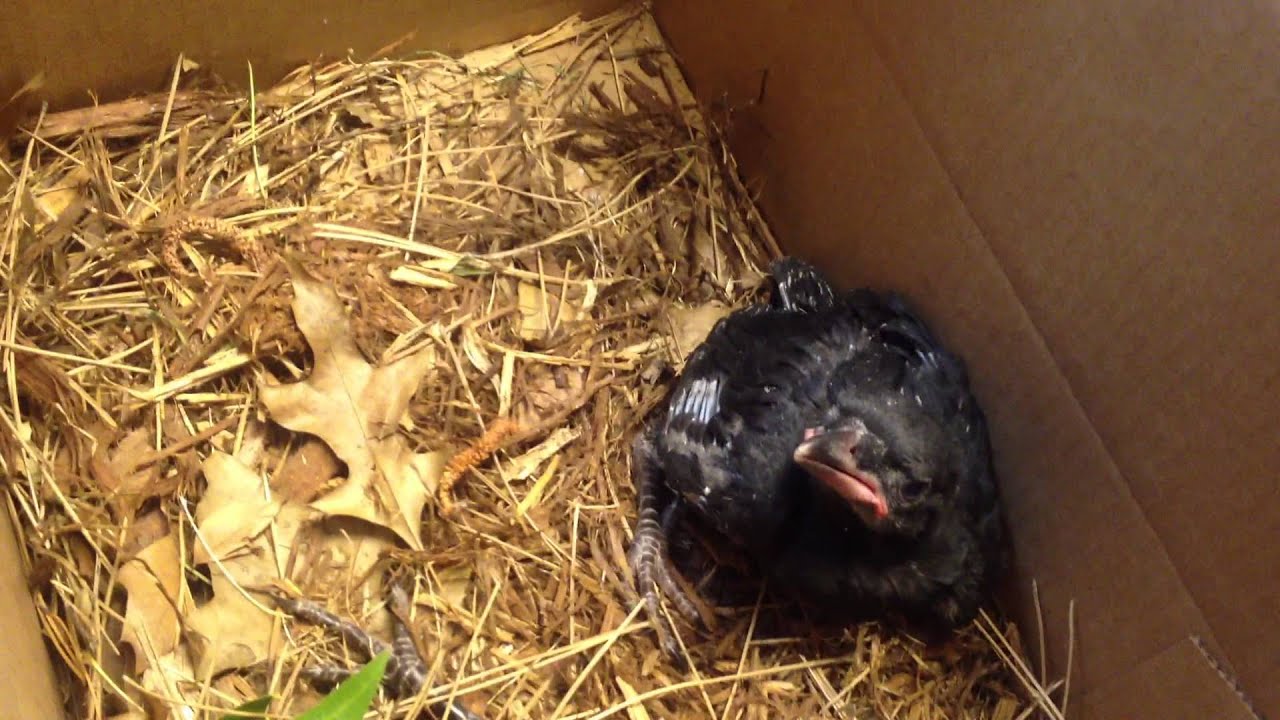 Baby crows - YouTube