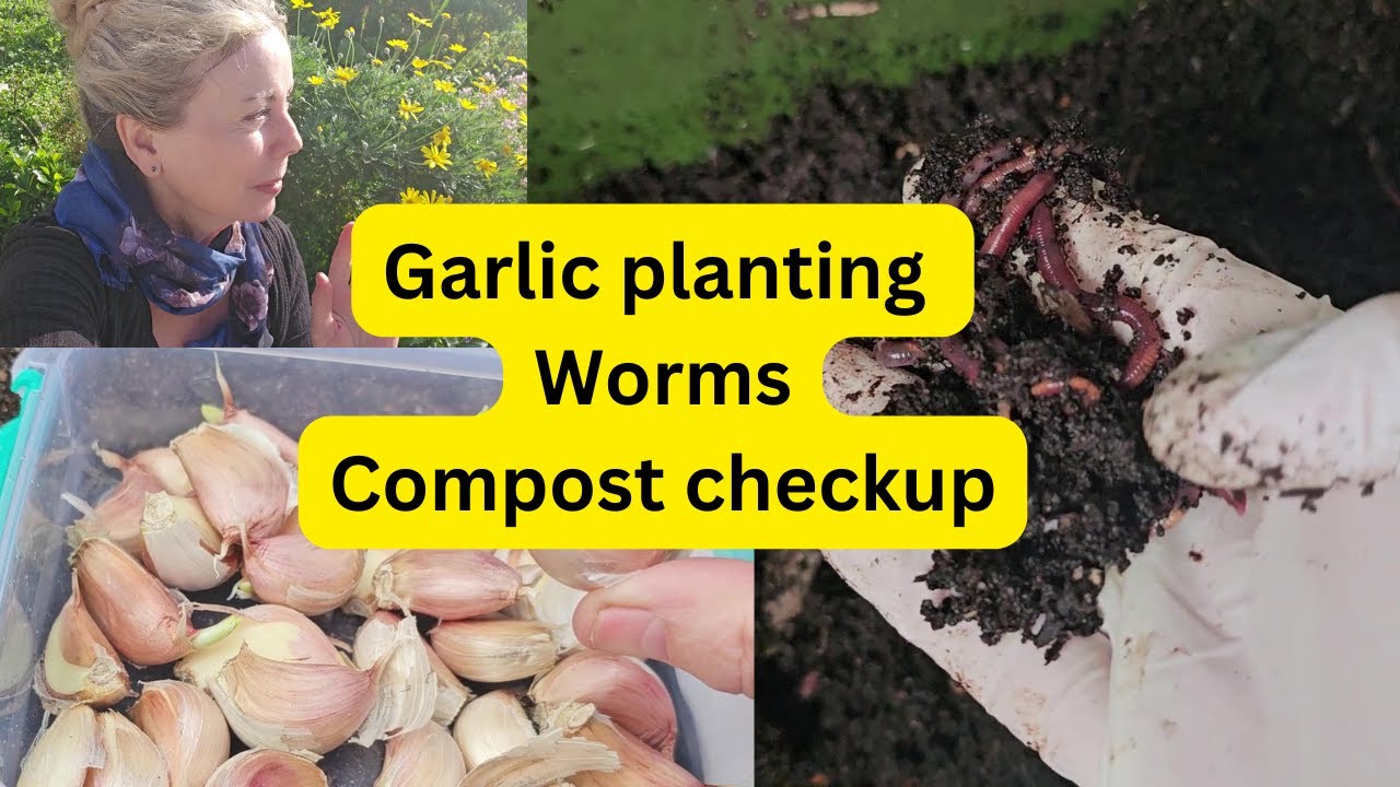 Garlic Planting🧄 Worms🪱 Compost checkup🥬 - YouTube