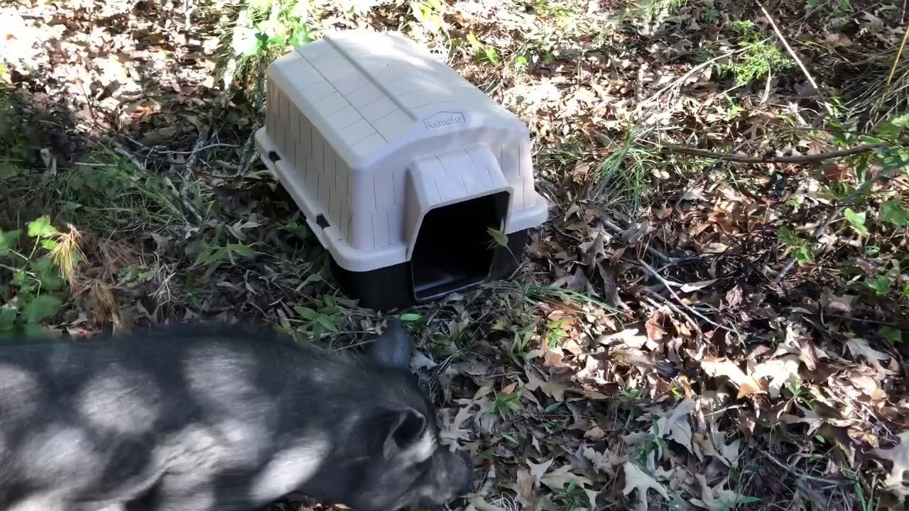 Pig Roundup! 393EE1E7 7412 4FB6 B7B1 4529709AAF5A - YouTube