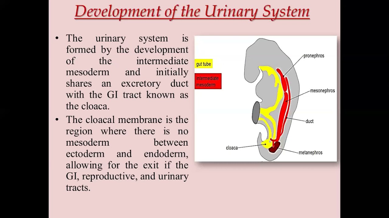 Urinary System - Session 2 - Lecture 1 - Development of the Urinary ...