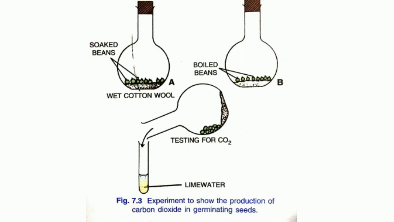 Experiments to Show Respiration in Plants. - YouTube