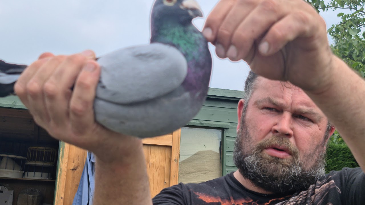 The wright brothers pigeon legends part 11 - YouTube