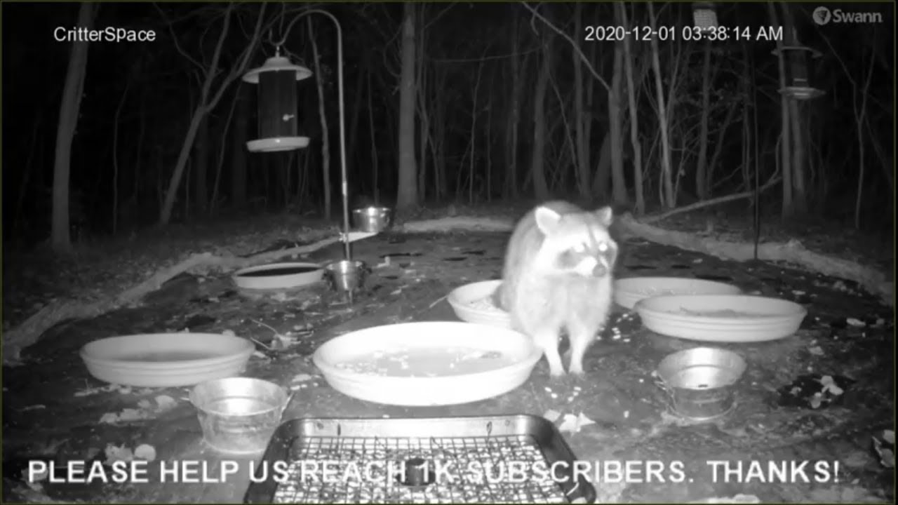CritterSpace Critter (Animal) Cam: 11/30/2020 - NIGHT - YouTube