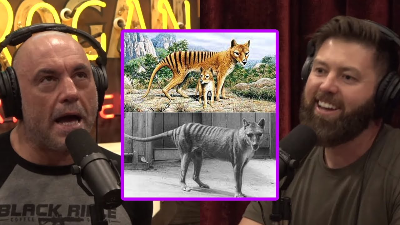 Joe Rogan & Forrest Galante: Are Tasmanian Tigers Still ALIVE!?! - YouTube