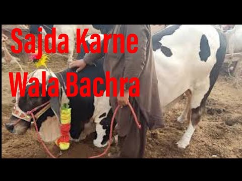 Sajda Karne wala bachra | sohrab goth cow Mandi | Animal Lovers ...