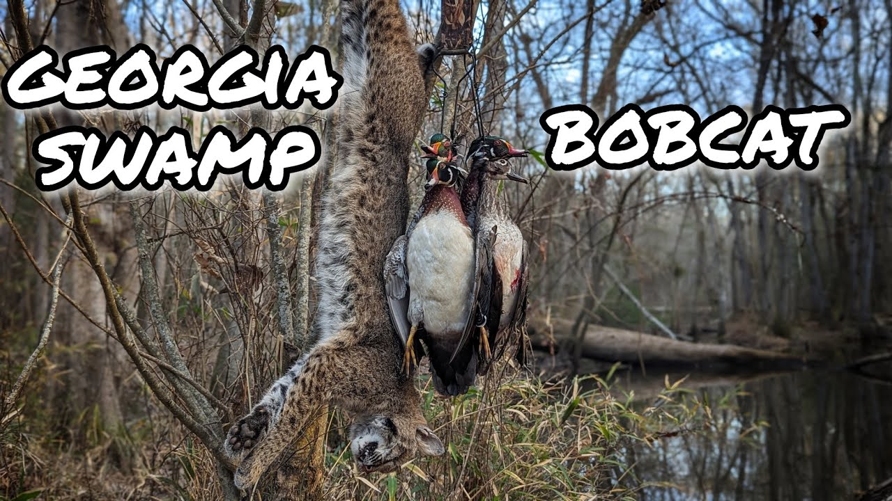 BOBCATS in Our Wood Duck Hole! Georgia Duck Hunting 2023 - YouTube