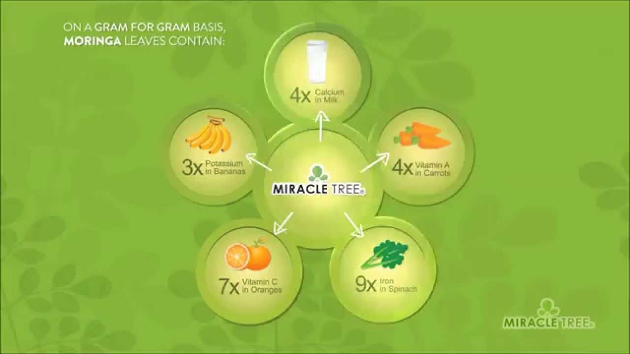 Miracle Tree - Moringa, the Superfood! - YouTube
