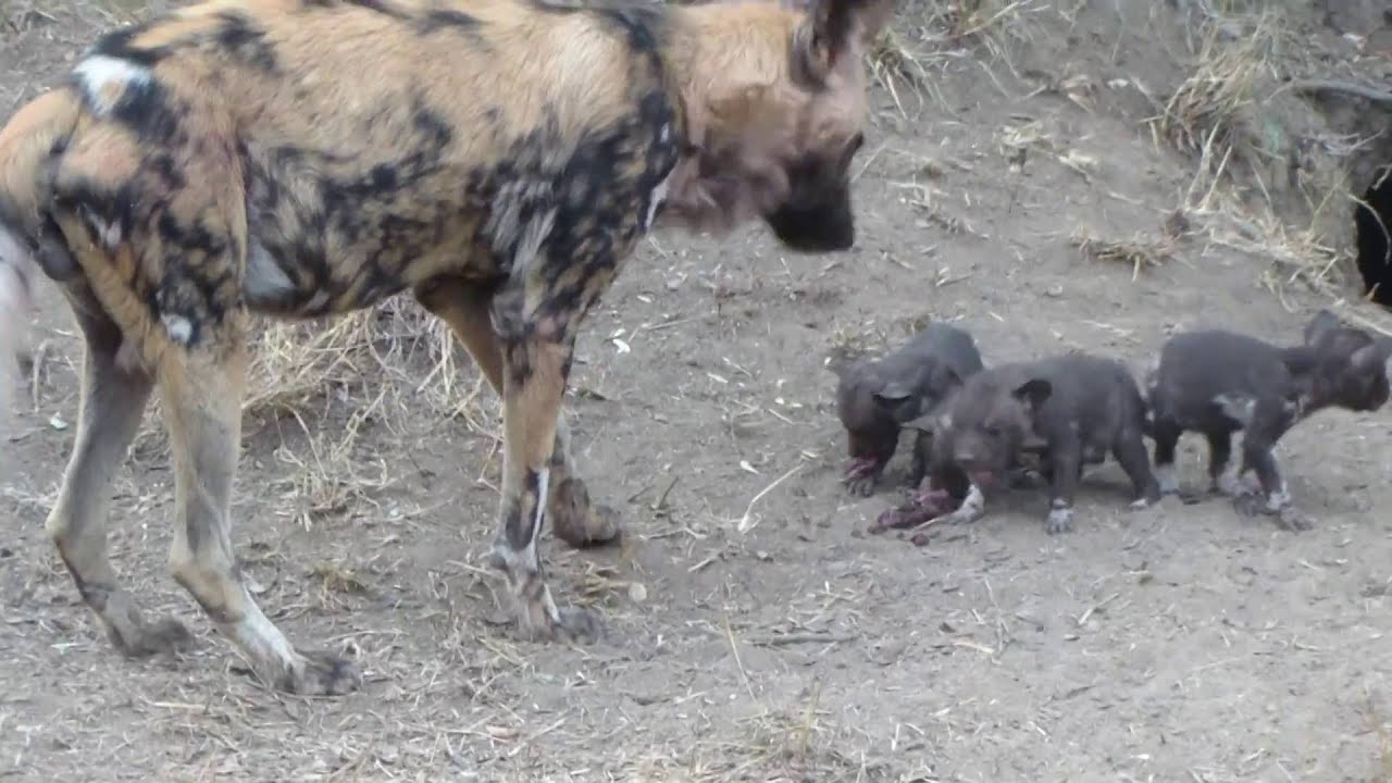 African Wild Dog Puppies at Den - YouTube