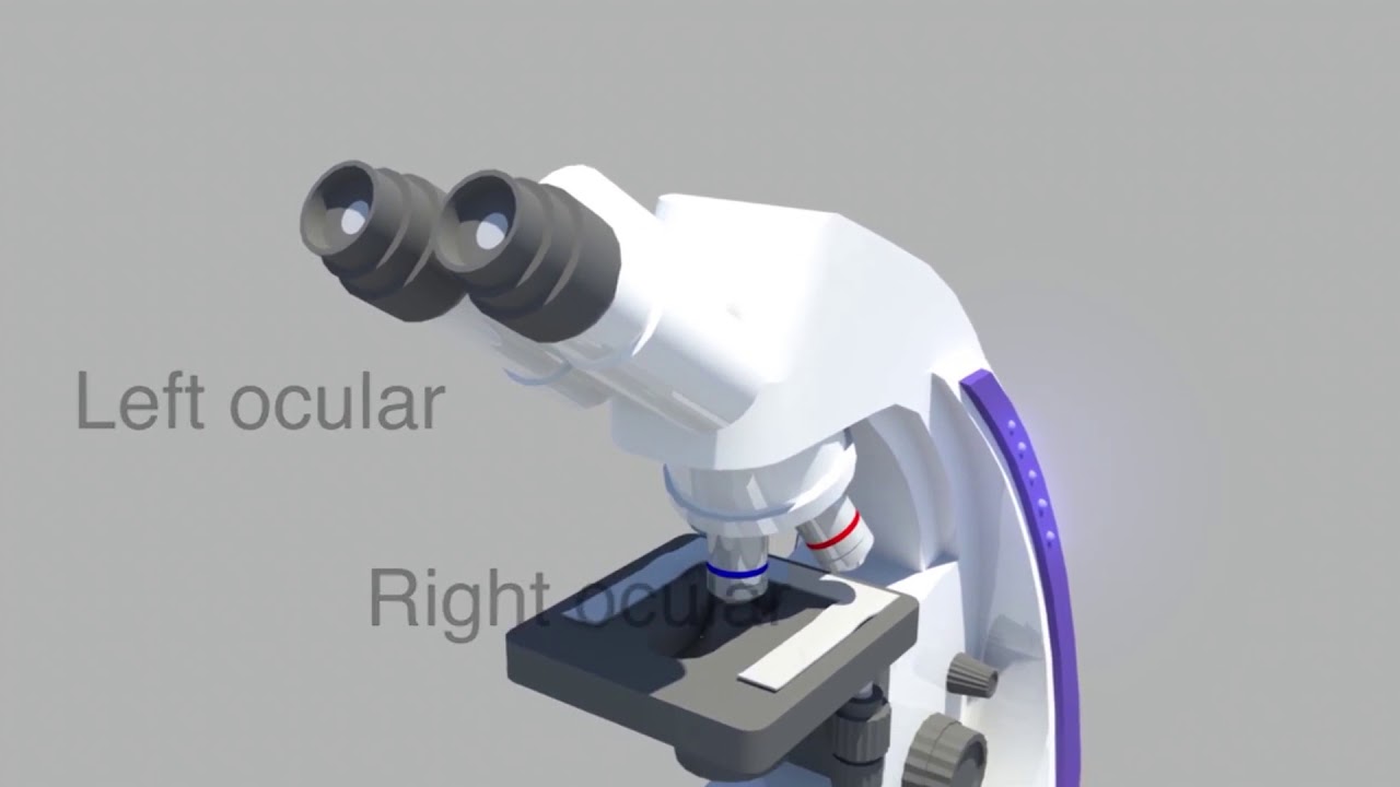 Microscopio Binocular con iluminación LED. Marca Carl Zeiss, modelo ...