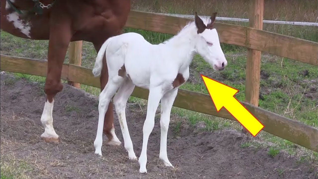 After This Baby Horse Was Born, Her Owners Took One Look And Realized ...