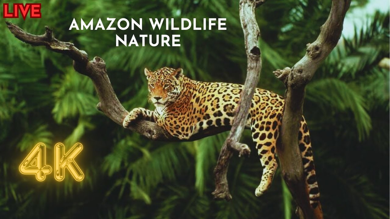 🔴Wildlife in 4K - Wild animals in rain forest - Relaxation film ...