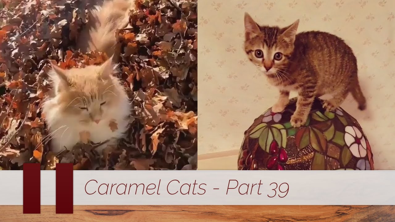 😺 Cute and Funny Caramel Cats - Part 39 - YouTube