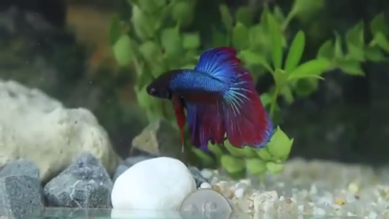 Blue red beta fish - Beautiful aquarium fish - YouTube