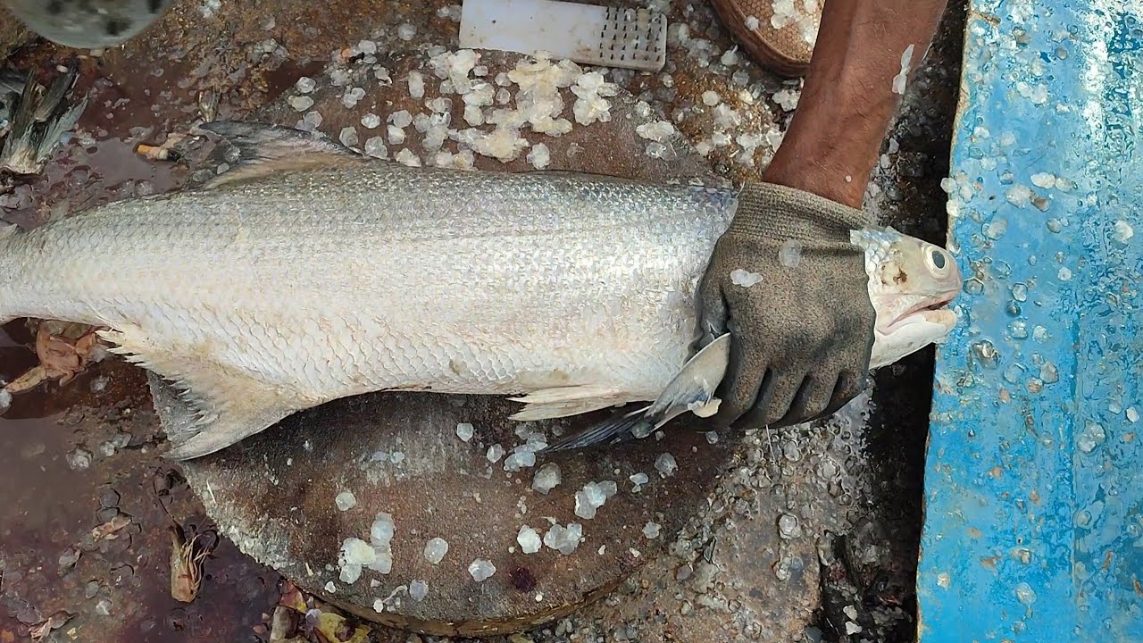 indian salmon / rawas/ thread fin fish cutting fish market karachi ...