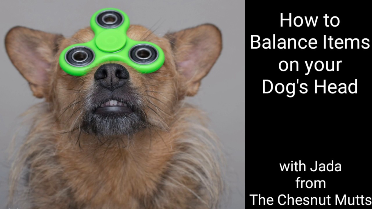 How to Balance Items on your Dog's Head - YouTube