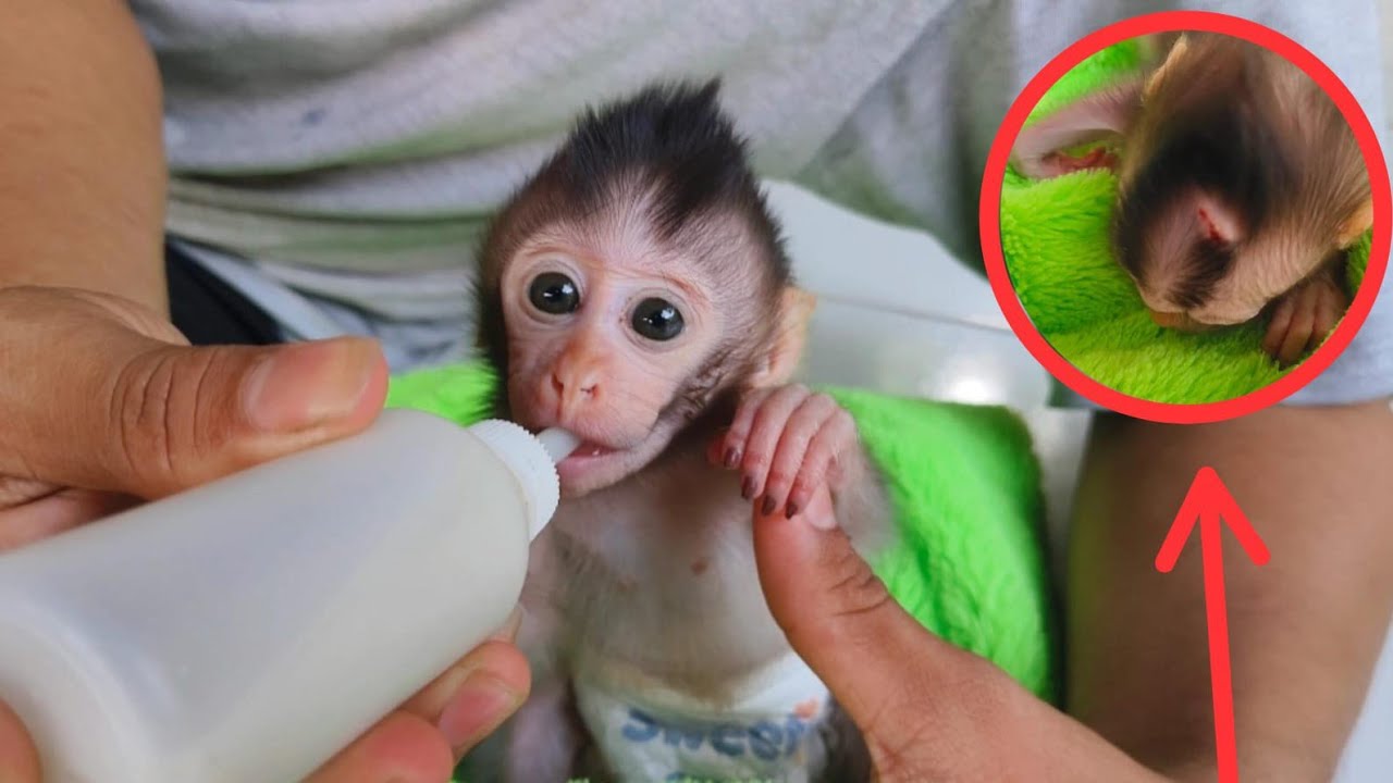 Caring for baby monkeys and feeding milk to newborn baby monkeys - YouTube