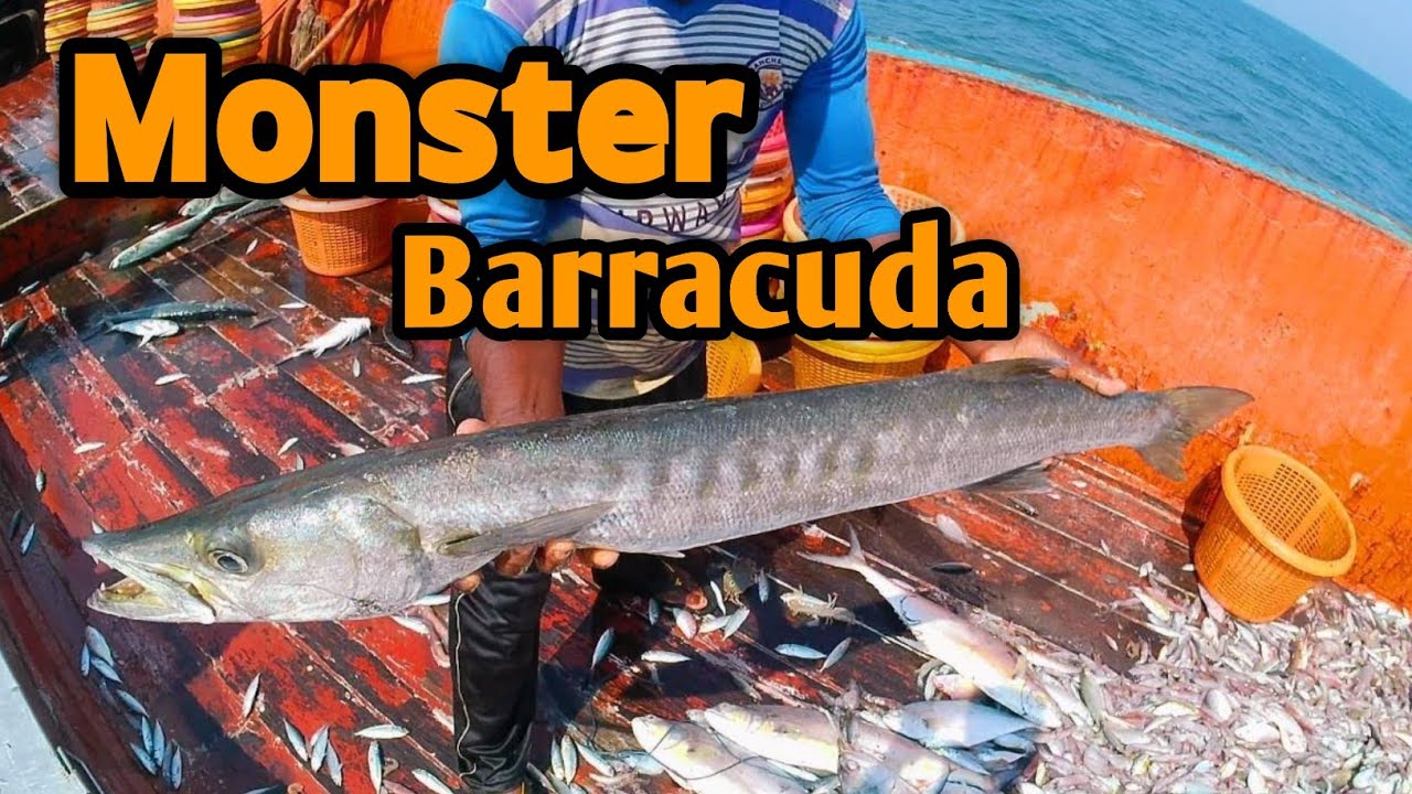 Monster Barracuda Caught on Deep Sea Fishing || @SeaMans Season-10 ...