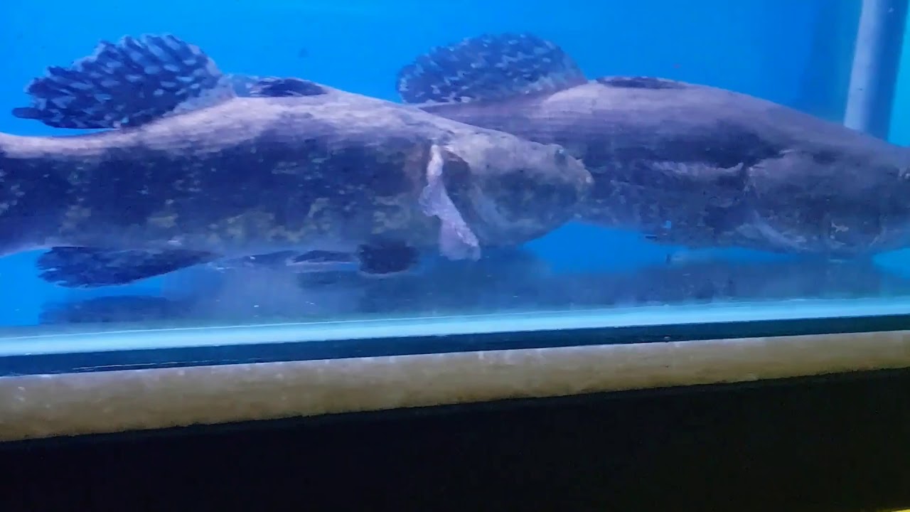 FIGHTING MARBLE GOBY. SOON HOCK (1) - YouTube