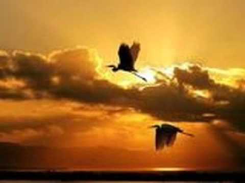 On The Wings Of A Nightingale