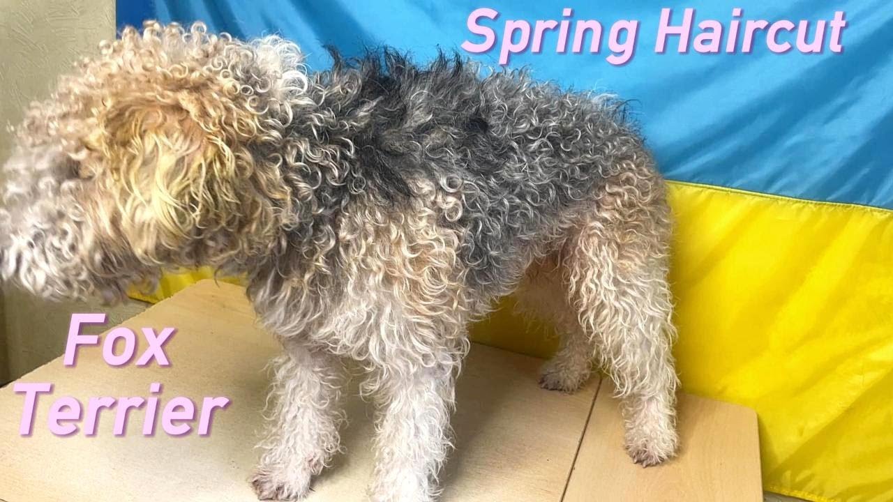 Grooming a Tangled curly Fox Terrier | Грумінг заплутаного кучерявого ...