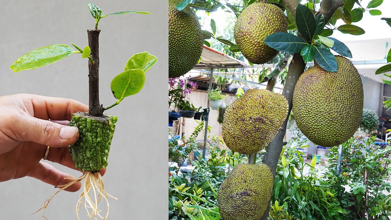 Secrets to Growing Jackfruit By Cuttings Revealed - YouTube