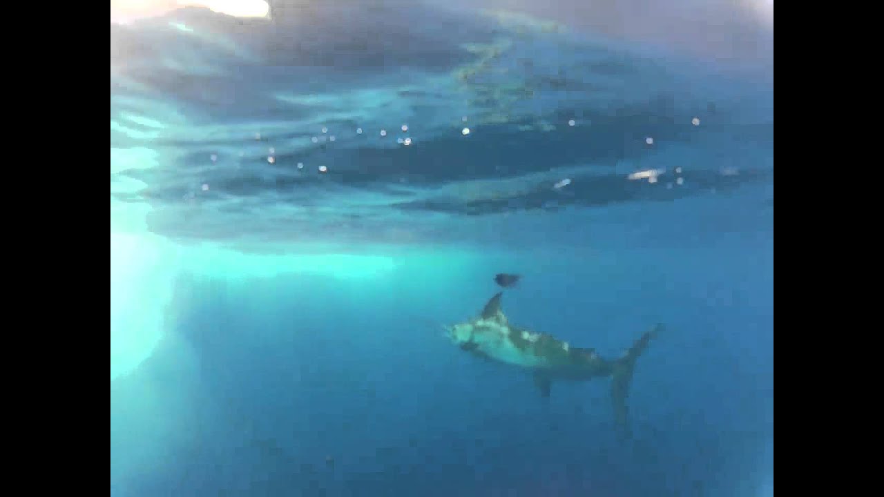 CatchStat | 2013 Bermuda Big Game Classic Fish #17400 - YouTube