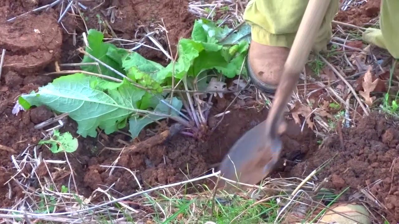 Digging Burdock Roots with Corinna Wood - YouTube