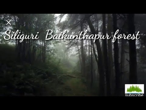 SILIGURI BAIKUNTHAPUR FOREST REVIEW. part - 1. - YouTube