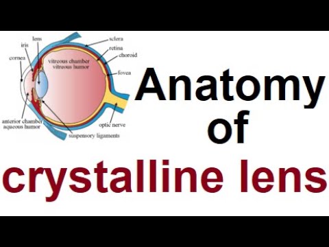 Anatomy of Crystalline Lens - YouTube