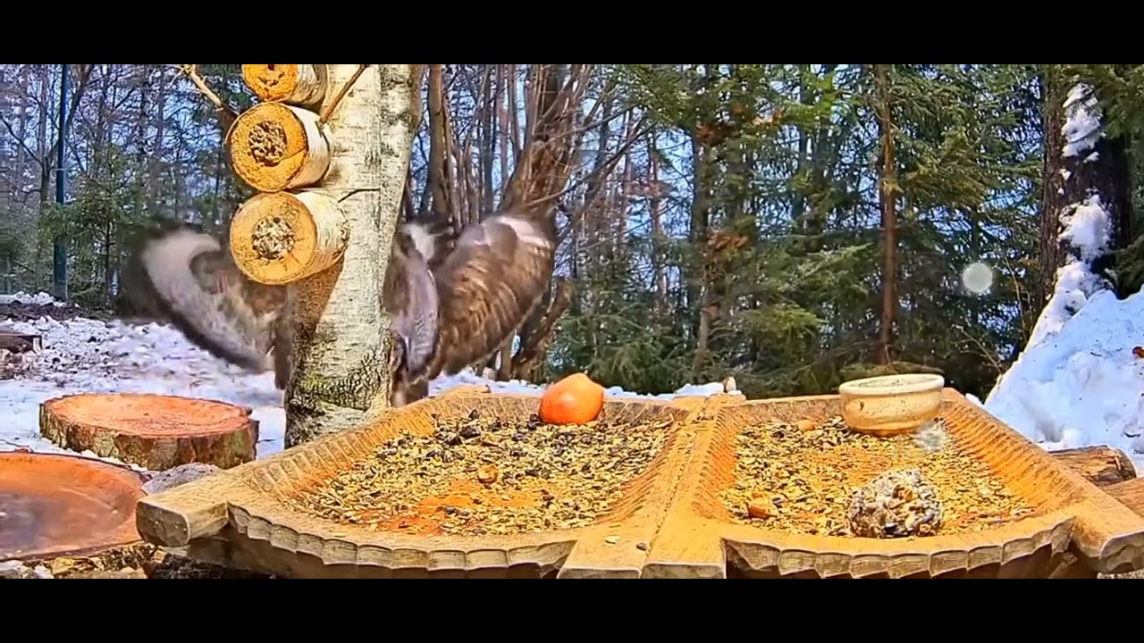 Awanturne myszołowy 🦅@WildlifePulse Leśny Zakątek 21.12.2022 - YouTube