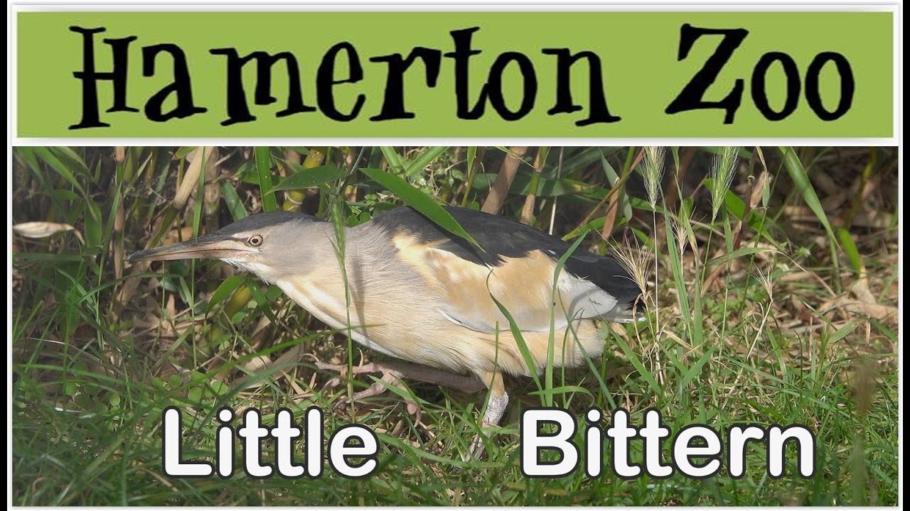 Little Bittern @ Hamerton Zoo - Oct 2023 - YouTube