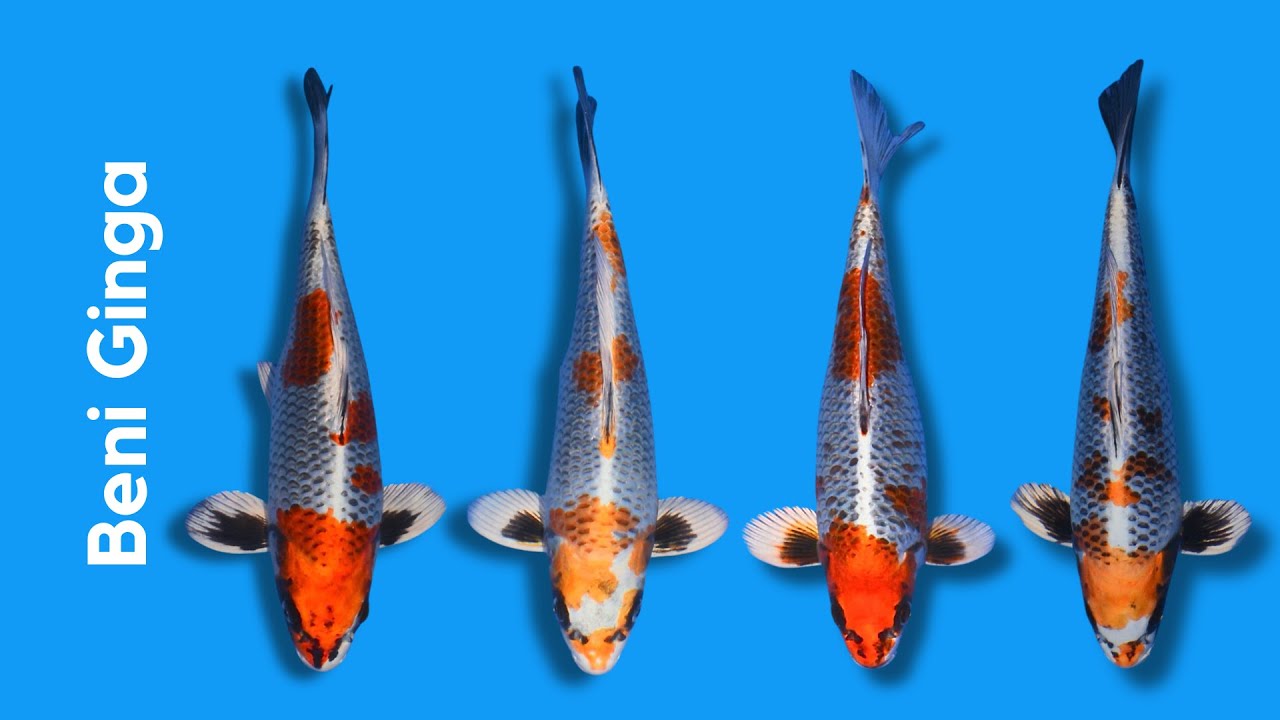 Beni Ginga | Nisai | weiblich | 35-40cm #koi #nishikigoi #japankoi ...